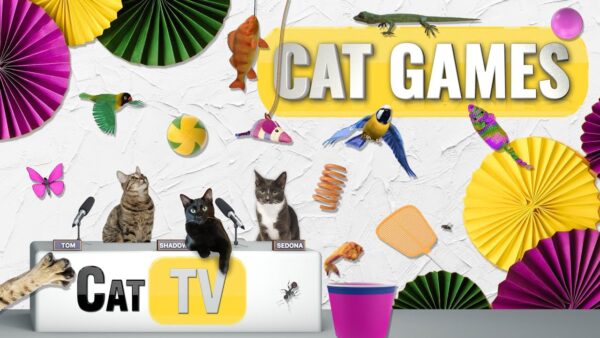 CAT Games | Ultimate Cat TV Compilation Vol 67 | 2 HOURS 🐝🐞🦋🦎🦜🐜🐭🧵 | CAT TV