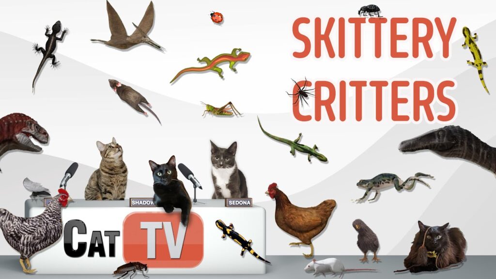 Cat Games | Skittery Critters in Action! 🦎🐞🐸 | Lizards, Mice ...