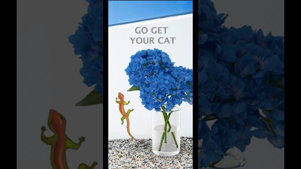 Videos For Cats To Watch | CAT TV