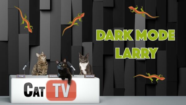 Cat TV | 🦎 Dark Mode Larry: Late-Night Lizard Hunt for Cats | Larry the ...