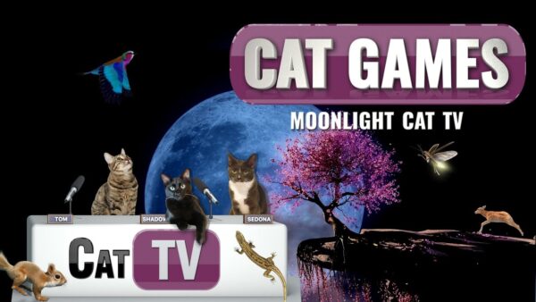 CAT GAMES | 🌙 Moonlight Cat TV | Dark Screen Videos for Cats to Watch ...