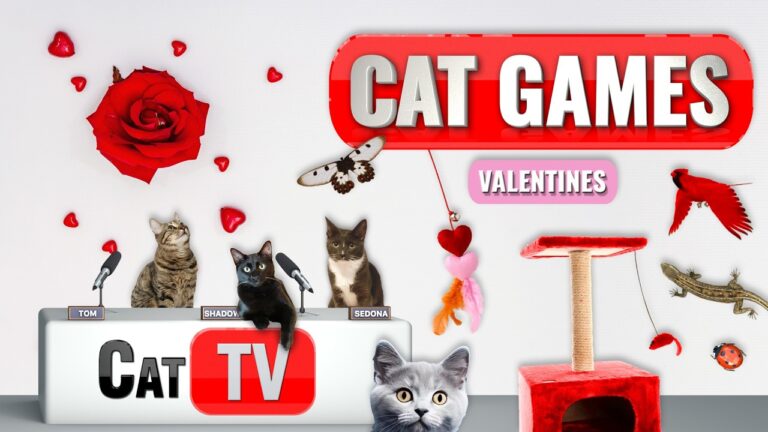 Videos For Cats to Watch Archives | CAT TV