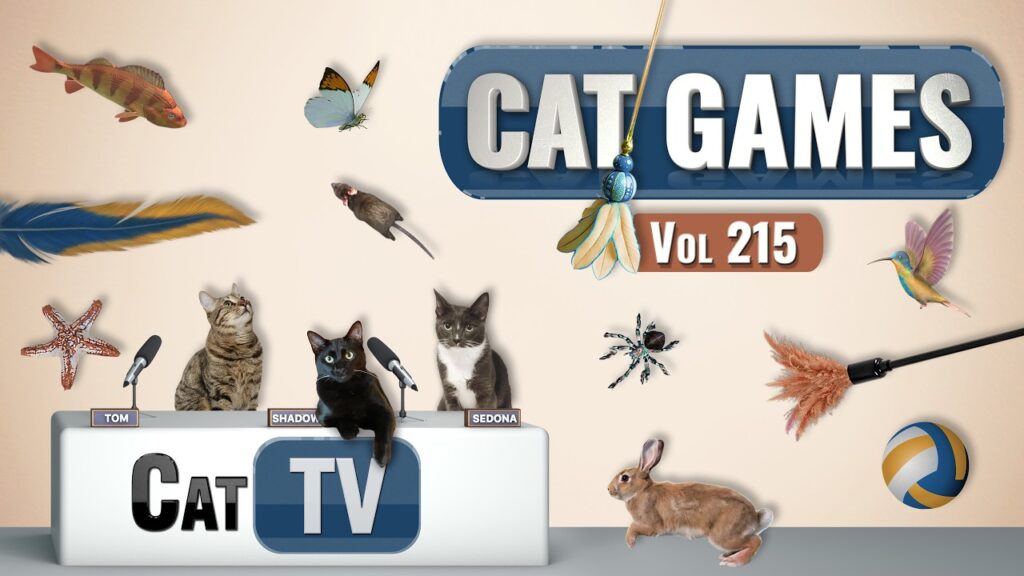 Videos For Cats To Watch | CAT TV